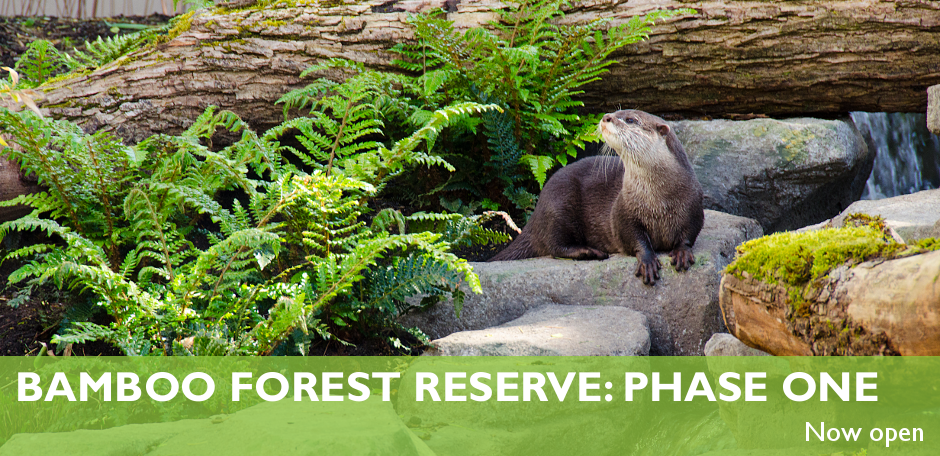 More Wonder. More Wild. Home Page - Woodland Park Zoo Seattle WA