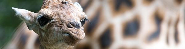 Live Animal Web Cams - Woodland Park Zoo Seattle WA