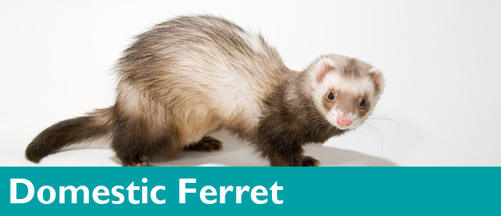 Domestic Ferret - Woodland Park Zoo Seattle WA